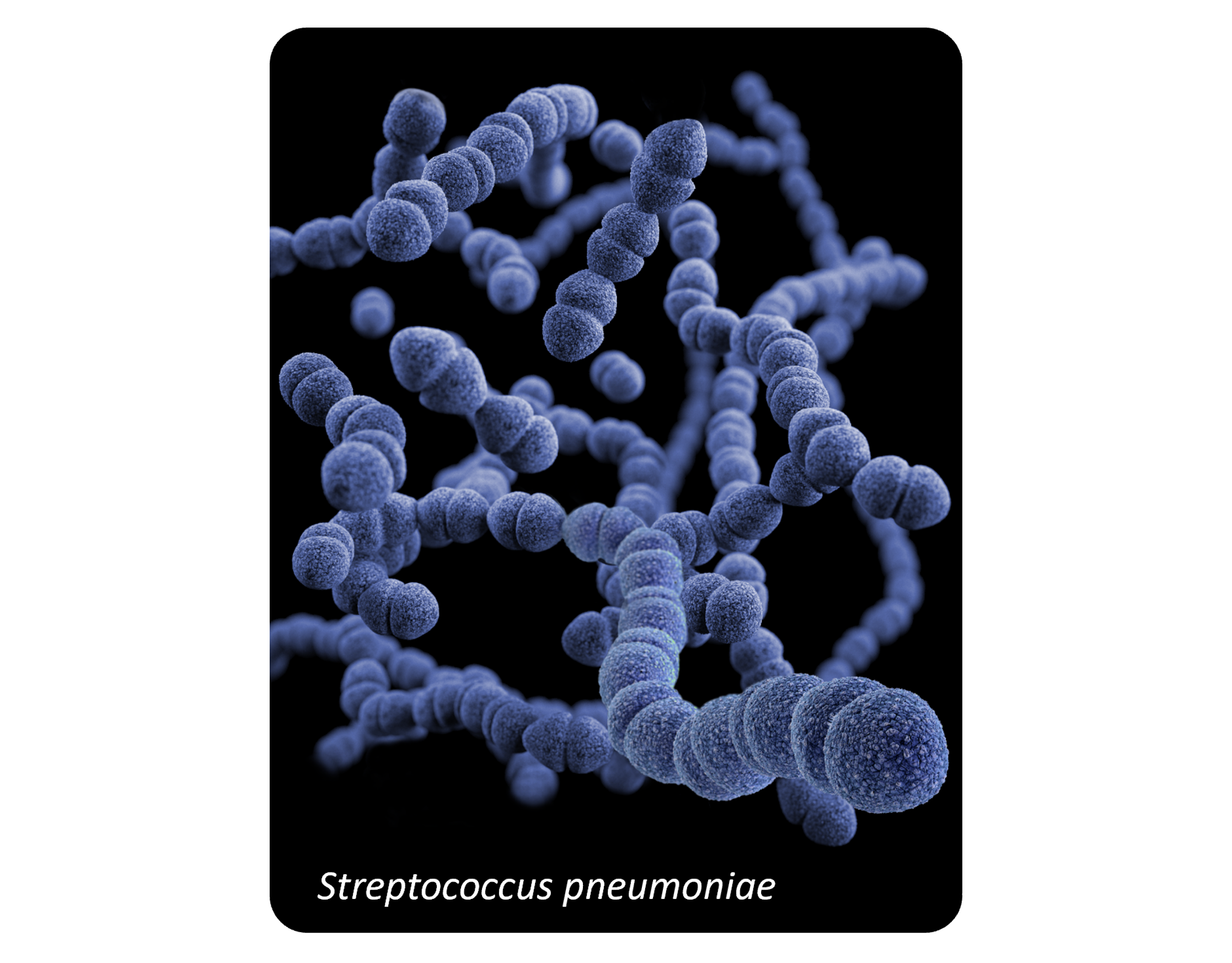 Microbiology | Infection and AMR Resource Hub
